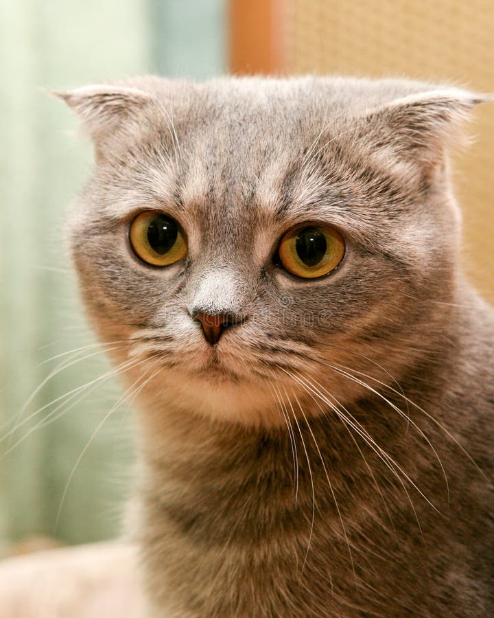 Scottish fold cat stock image. Image of nature, domestic - 13044199
