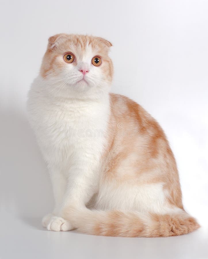 Scottish fold cat stock photo. Image of spotty, beautiful - 4369914