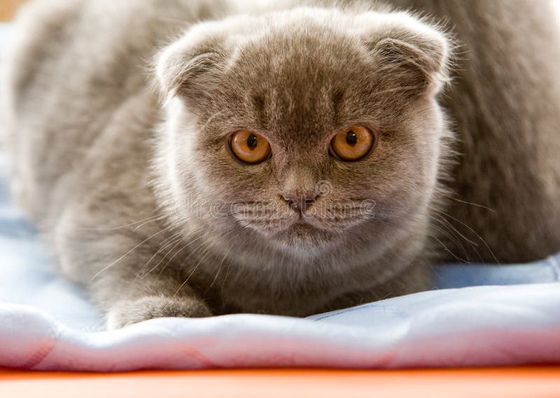 Scottish Fold Cat Picture. Image: 8498780