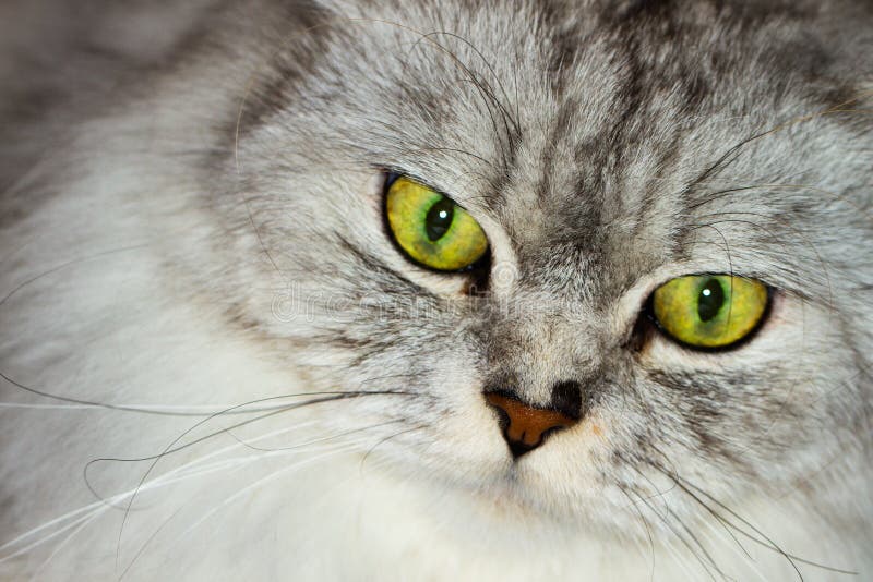 Bad cat stock photo. Image of look, cute, kitten, grey - 106593100