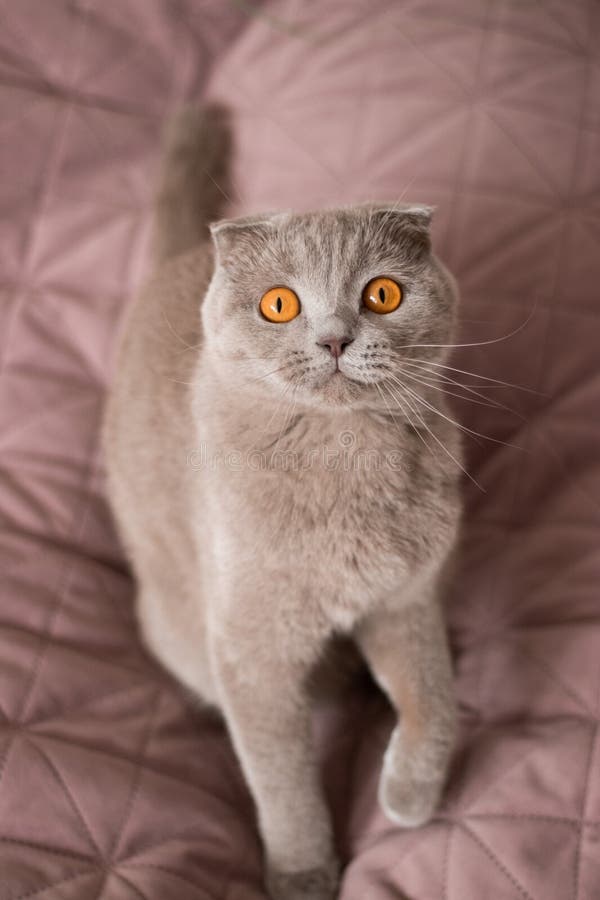 Cat Kocur Stock Photos - Free & Royalty-Free Stock Photos from Dreamstime