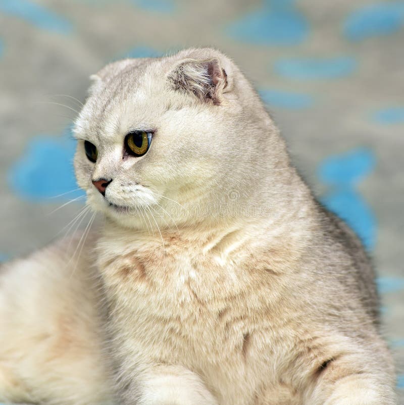 Scottish Fold Cat Tortoiseshell Stock Image - Image of scottish ...