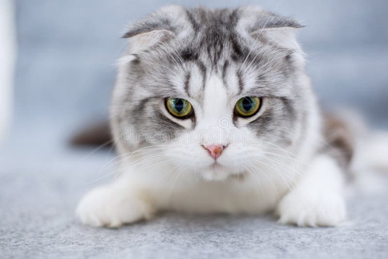Scottish Fold cat stock photo. Image of tail, shot, cute - 184001238