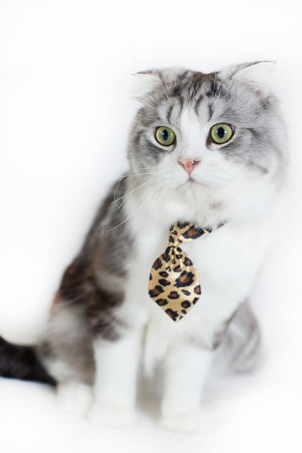Scottish Fold cat stock photo. Image of scottish, tail - 184001304