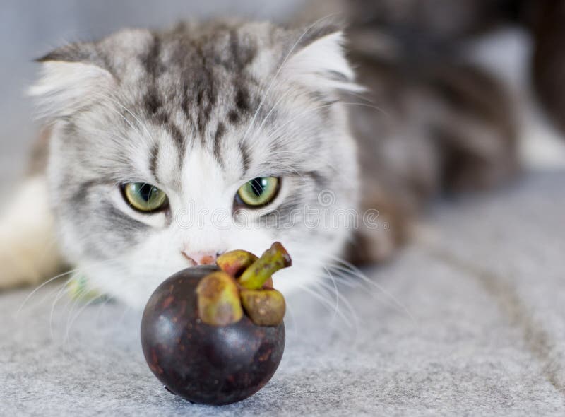 Scottish Fold cat stock photo. Image of scottish, tail - 184001344