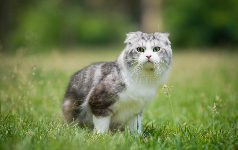 Scottish Fold cat stock image. Image of tail, friend - 184001413