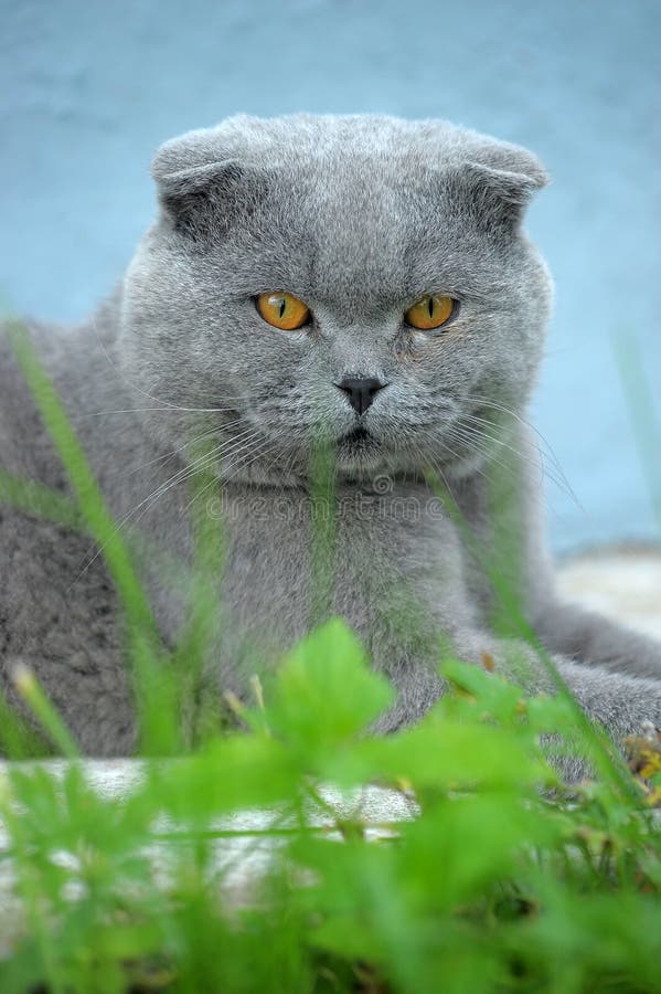 Gray Scottish Fold cat stock photo. Image of copy, bright - 30558490