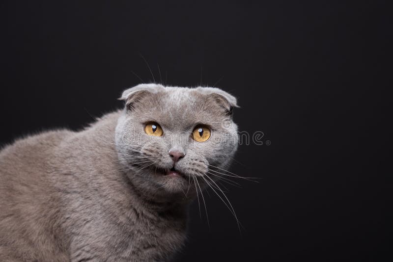Scottish Fold Cat with Lip Raised Making Funny Face Stock Image - Image ...