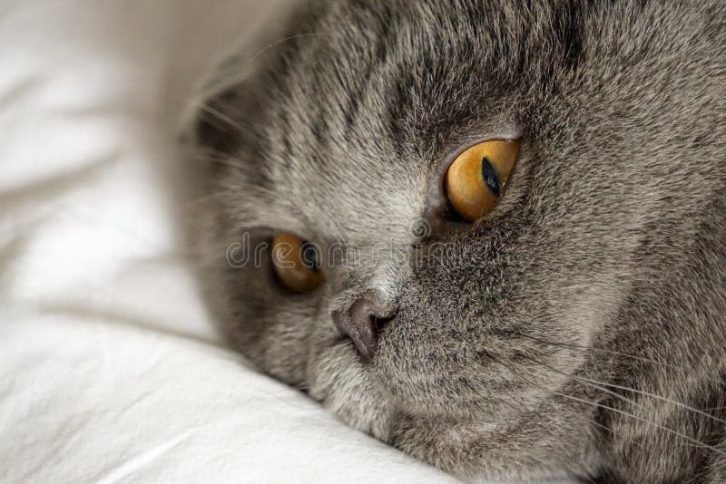 Scottish Fold Cat Looking at Close Up View Stock Image - Image of ...