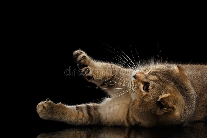 Scottish Fold Cat Playful Lying, Raising Up Paws Black Stock Photo ...