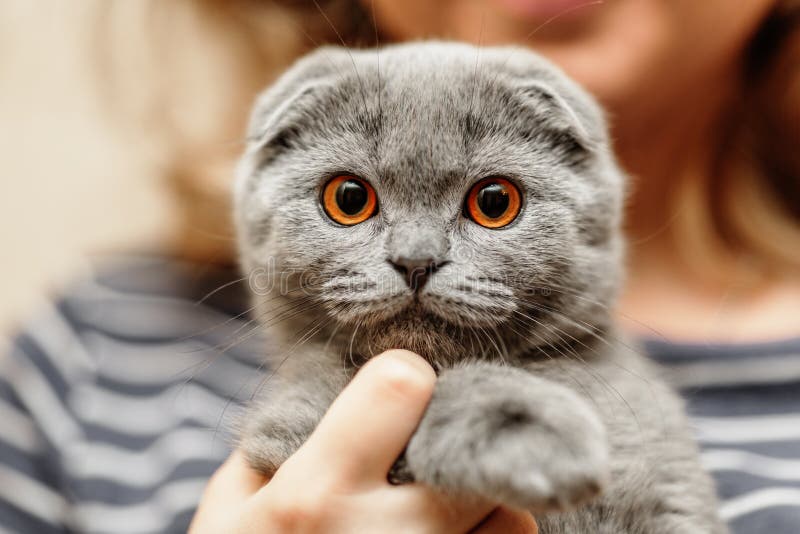 Scottish Fold Cat with Forward-folded Ears Stock Photo - Image of ...