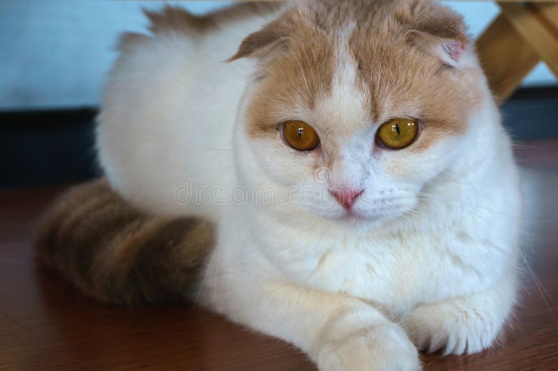 Calico Scottish Fold cat stock photo. Image of male, cute - 93428124