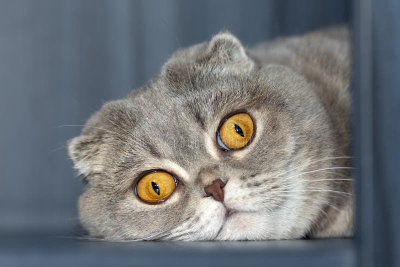 The Scottish Fold Cat Put His Head on the Floor and is Sad. Stock Image ...