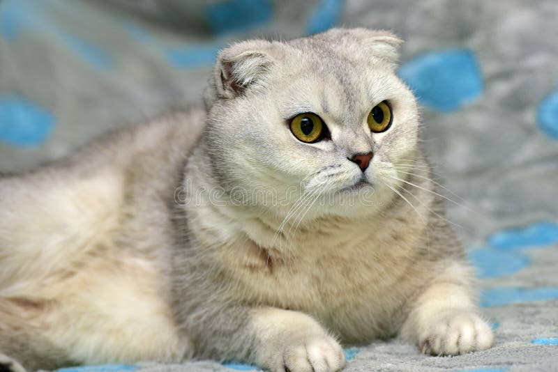 Portrait of a Scottish Fold Cat. Gray Cat with Beautiful Patterns Stock ...