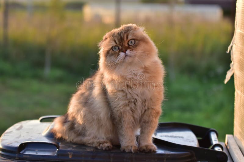 The Scottish Fold Cat stock photo. Image of walks, fluffy - 305787170