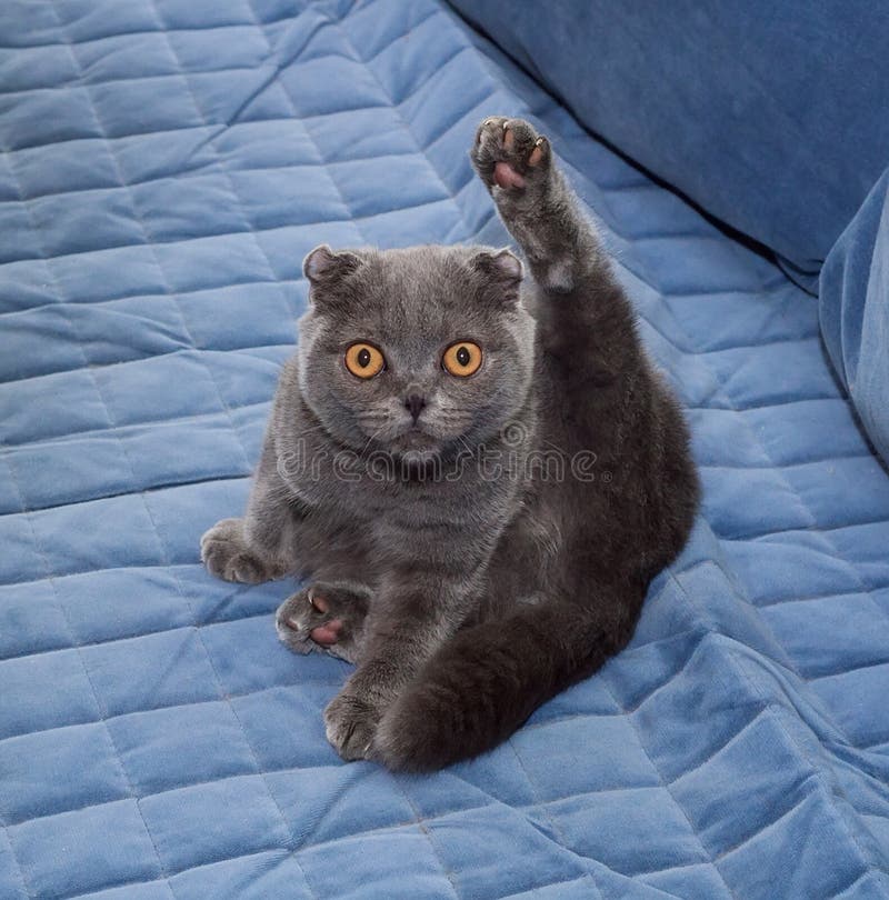 Scottish Fold Cat Sitting on Blue Stock Photo - Image of animals ...