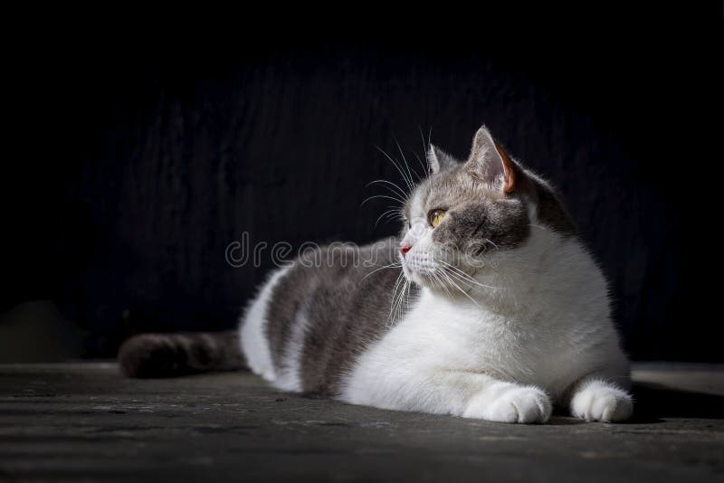 Scottish Fold Cat Sitting on the Floor in the Morning. Tabby Cat ...