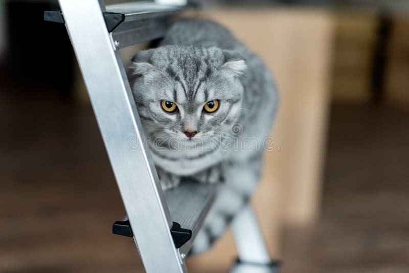 Scottish Fold Cat Sitting on Metallic Ladder Stock Photo - Image of ...
