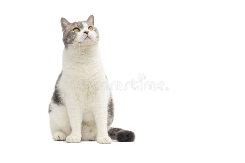 Scottish Fold Cat Sitting on White Background. Tabby Blue Cat Isolate ...