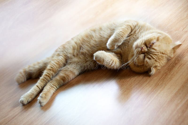 Scottish Fold Cat Sleep with Turning Face Up on Floor Stock Photo ...