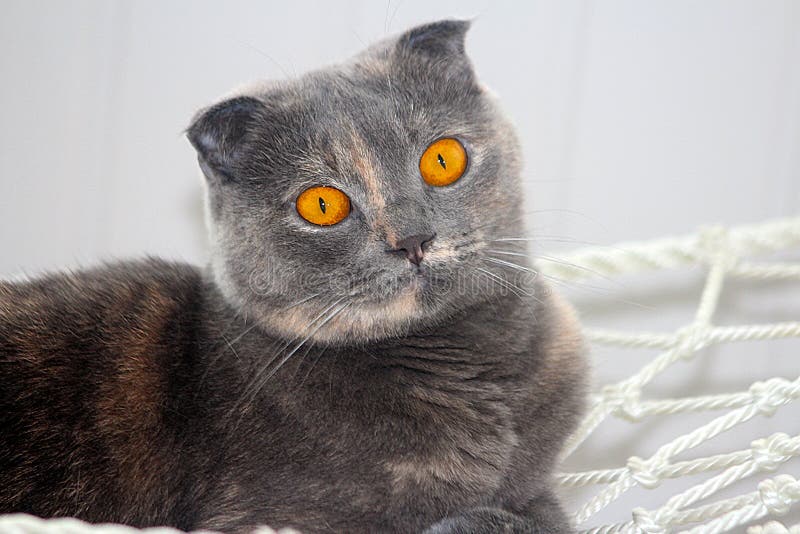 Scottish Fold Cat Small Ears Orange Eyes Stock Image - Image of typical ...