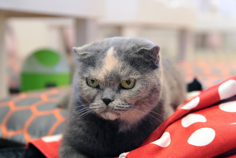 Grumpy cat stock image. Image of cute, blue, mammal, kitty - 3946111