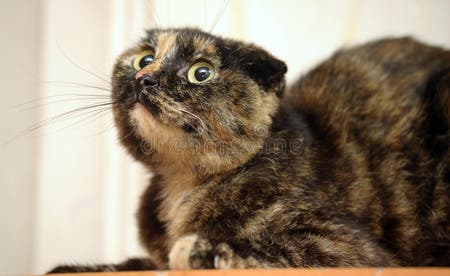 Scottish Fold Cat Tortoiseshell Stock Photo - Image of hair, face: 26391304