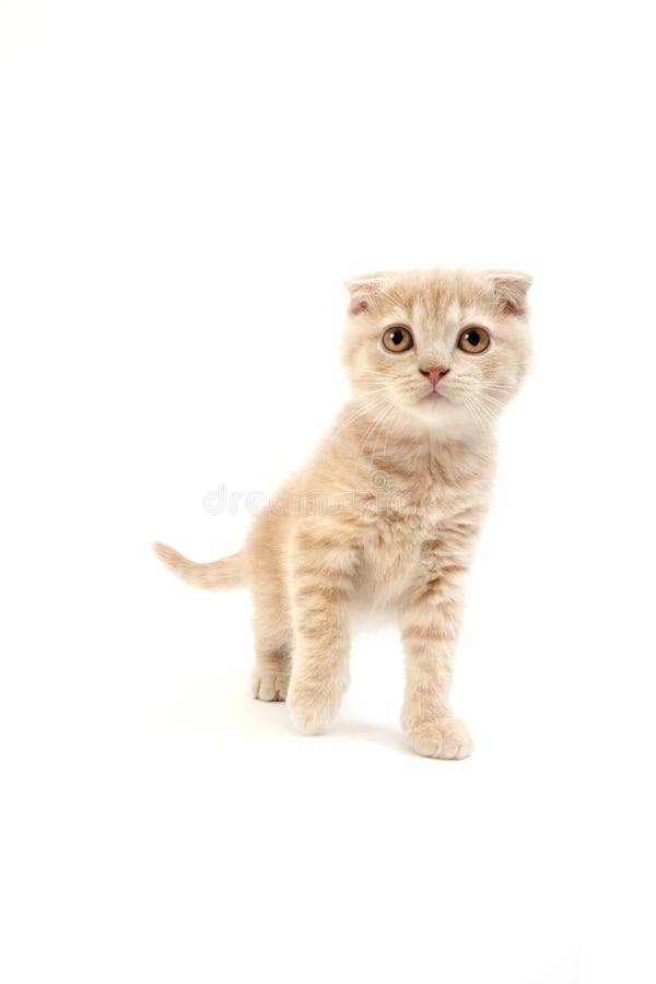 SCOTTISH FOLD CREME stock photo. Image of studio, baby - 170186102