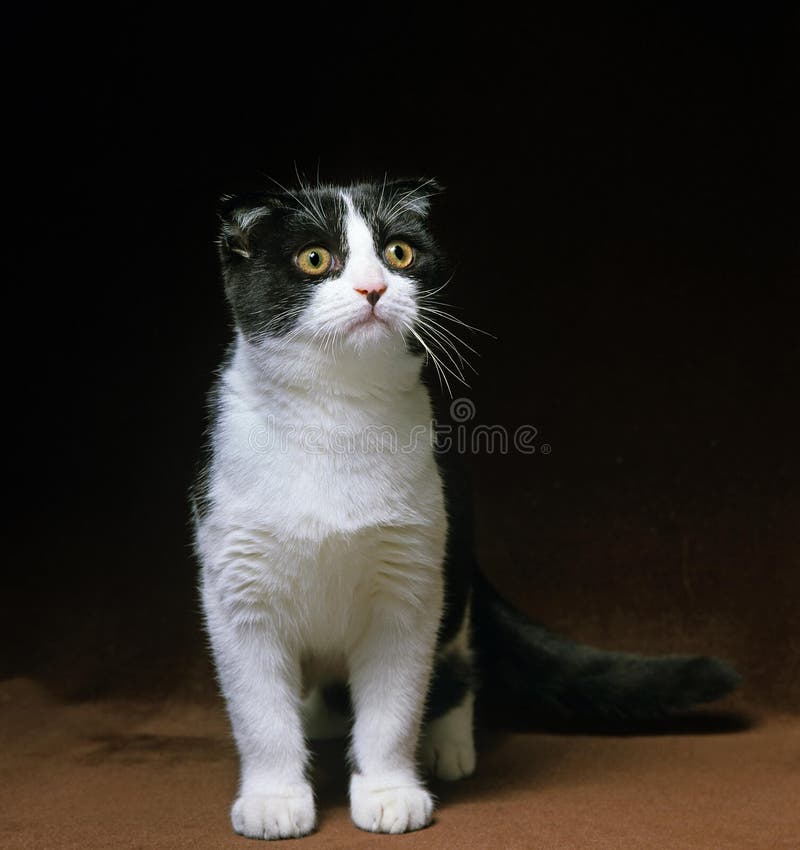 Scottish Fold Domestic Cat Against Black Background Stock Photo - Image ...