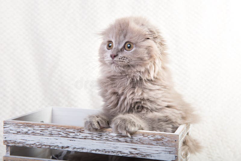Scottish Fold Highland Fold Kitten Cat is Sitting in Box with Easter ...