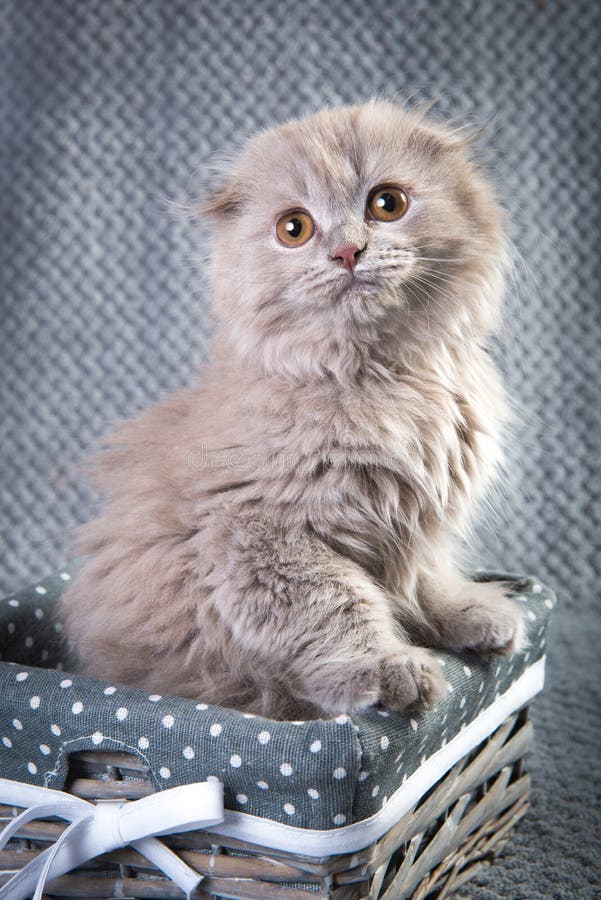 Scottish Fold Highland Fold Kitten Gray Fluffy Cat Stock Image - Image ...