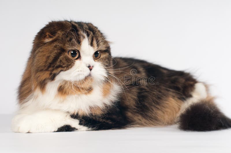 Scottish Fold Highland Straight Cat Portrait Stock Photo - Image of ...