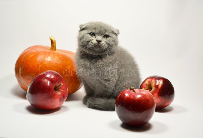 Scottish Fold Kitten with Fruit Stock Photo - Image of autumn, gray ...