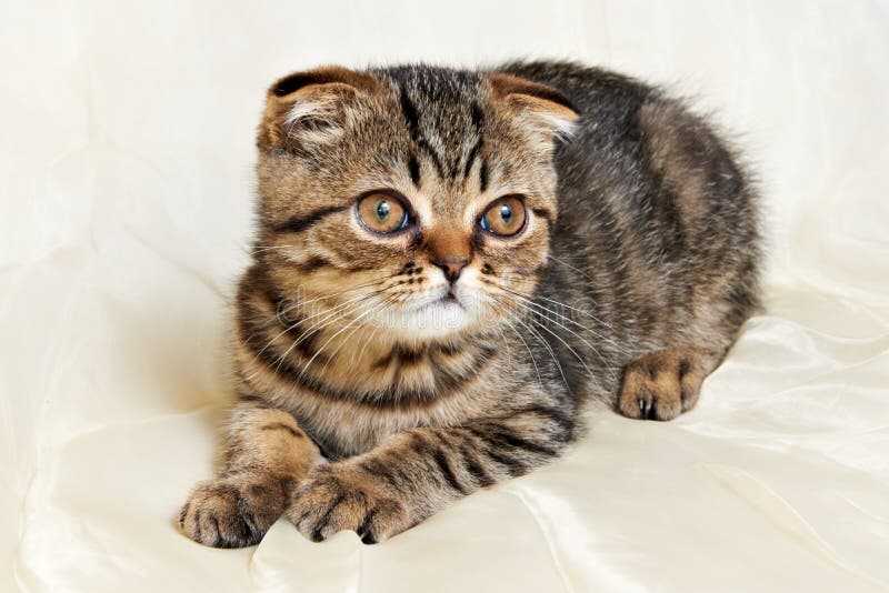 Scottish fold cat stock photo. Image of spotty, beautiful - 4369914