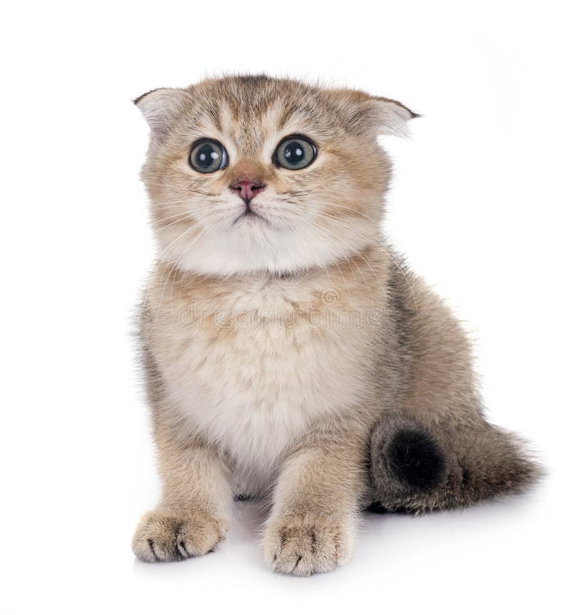 Scottish Fold Kitten in Studio Stock Photo - Image of brown, scottish ...