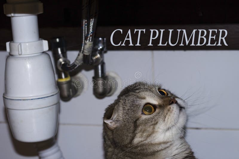 Scottish Fold Plumber Sitting Under Can Stock Image - Image of ...
