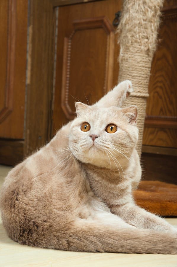 Scottish Fold Purebred Red Cat Stock Image - Image of nature, feline ...