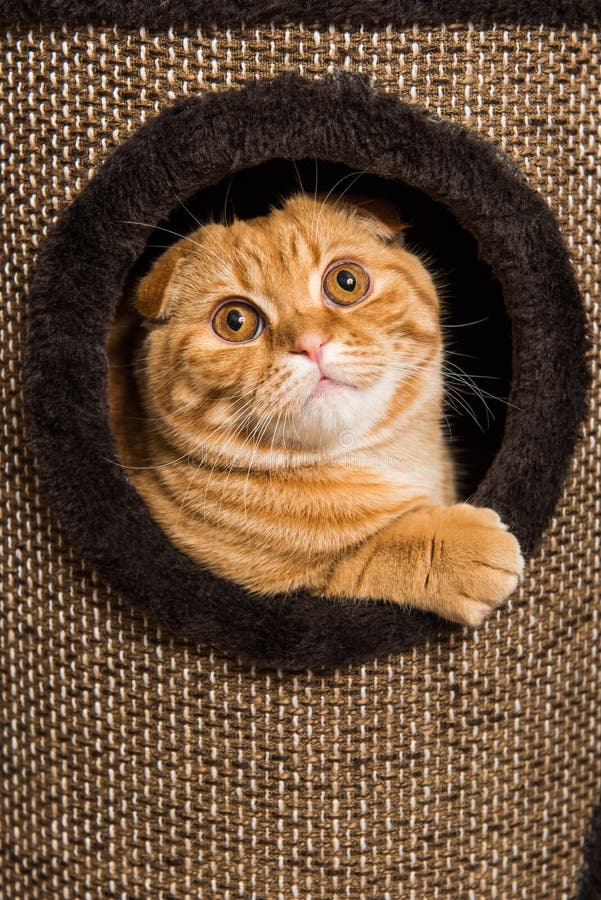 Scottish Fold Red Cat in Cat House Stock Image - Image of head, animal ...