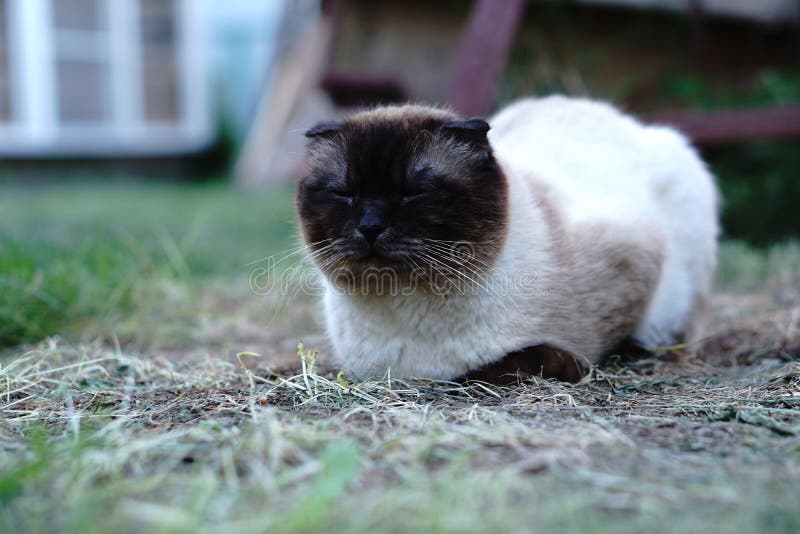 Scottish fold siamese mix stock image. Image of beautiful - 77248167
