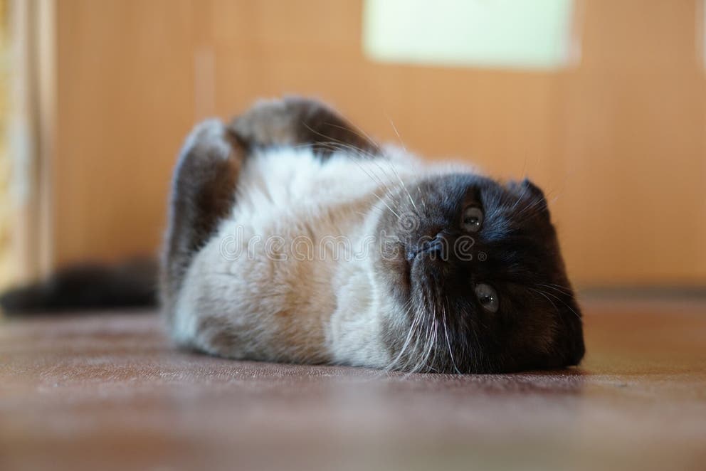 Scottish fold siamese mix stock image. Image of culture - 77248183