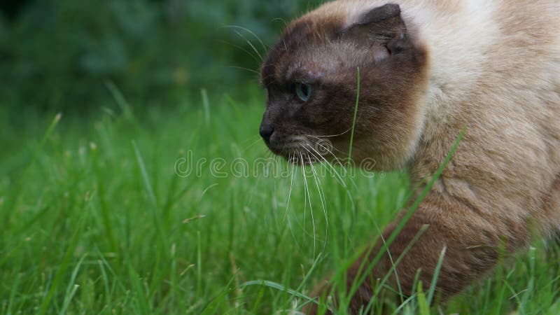 Scottish Fold Siamese Blend, with Blue Eyes Stock Photo - Image of ...