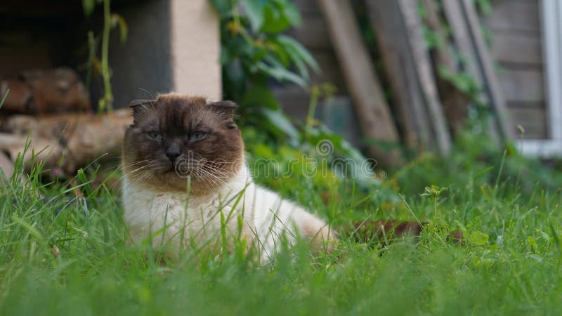 Scottish fold siamese mix stock image. Image of beautiful - 77248239