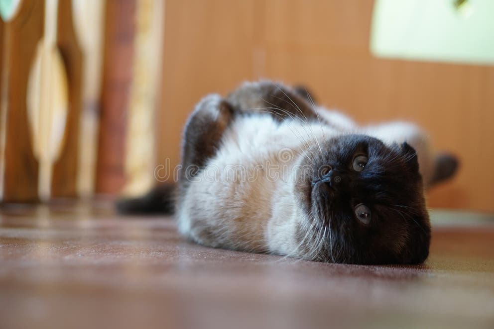 Scottish fold siamese mix stock image. Image of happy - 77248289