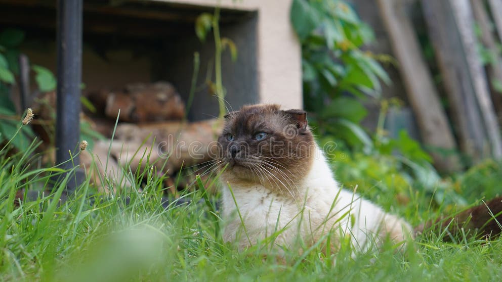 Scottish fold siamese mix stock image. Image of green - 77248541