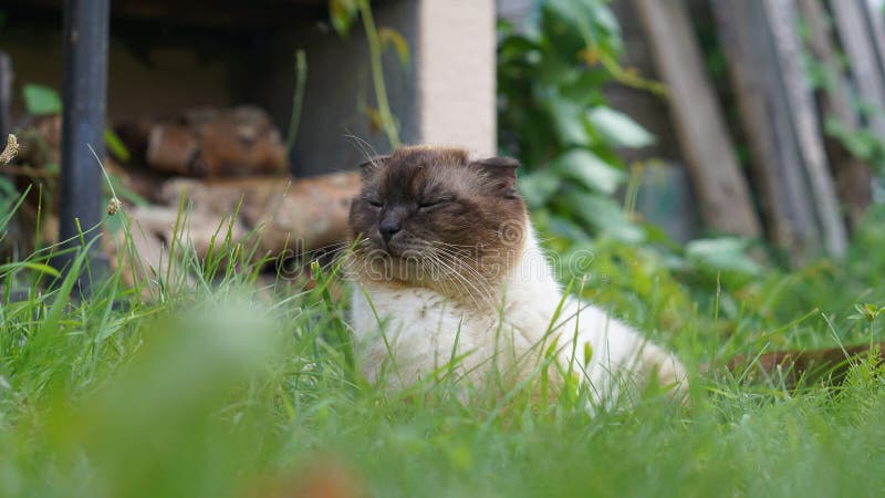 Scottish fold siamese mix stock image. Image of flowers - 77248551
