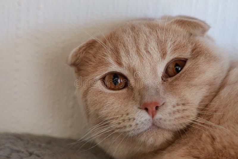 Portrait of a Scottish Fold Stock Photo - Image of skin, carnivore ...