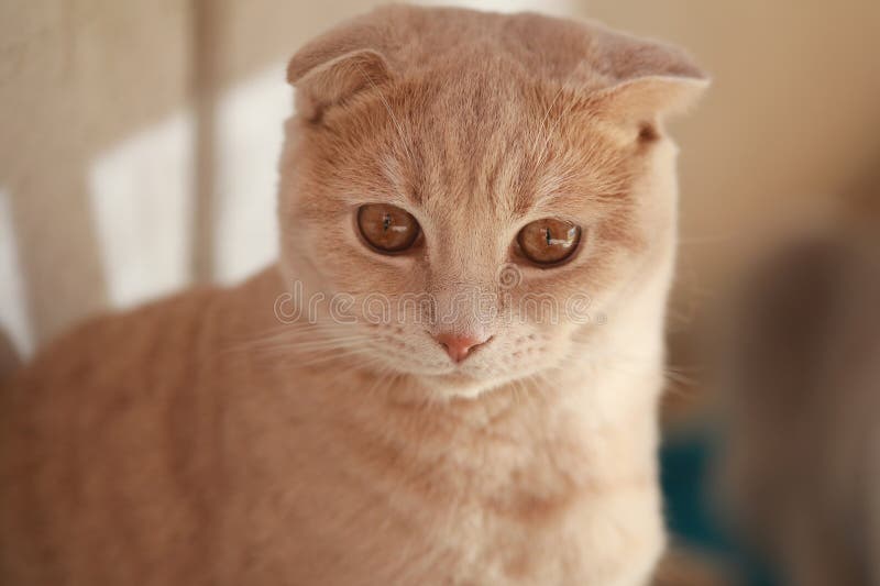 Portrait of a Scottish Fold Stock Image - Image of unique, mammal ...