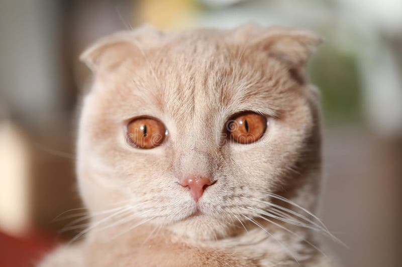 Portrait of a Scottish Fold Stock Photo - Image of whiskers, folded ...