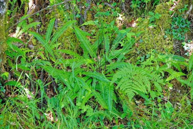 Scottish Forest in Summer - Scottish Forest Nature Stock Photo - Image ...