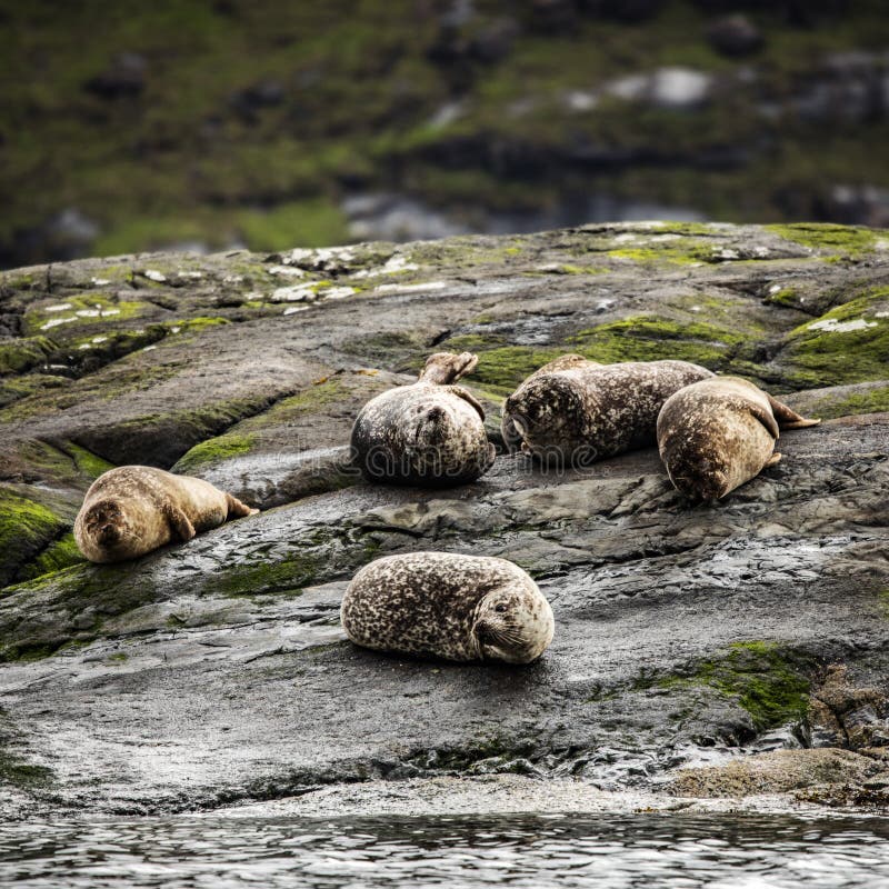 Scottish Fur Seals Resting on Coastal Stones. Stock Photo - Image of ...